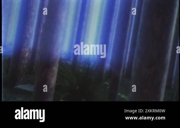Travelling through a forest scene with dramatic light shining through ...