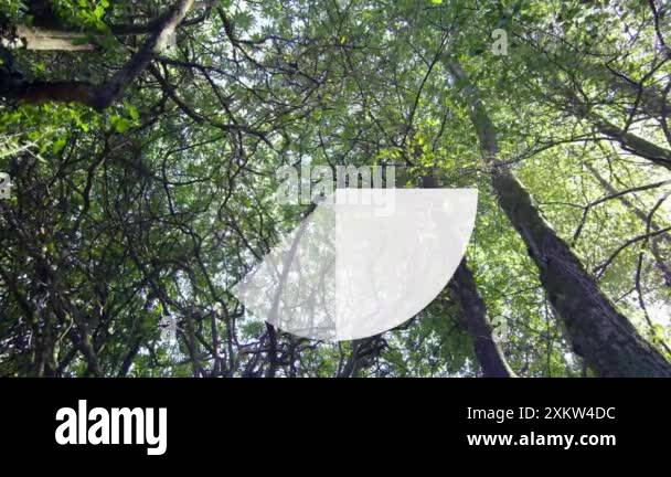 Animating pie chart over green tree canopy in forest. Animation, data ...