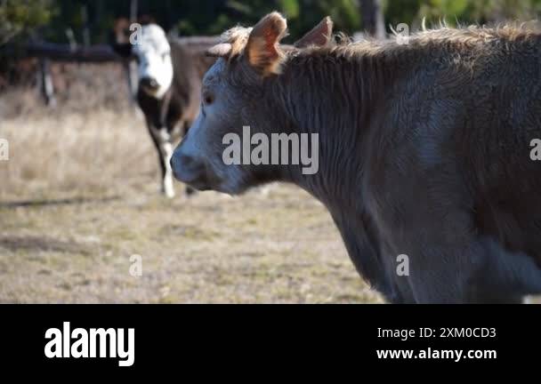 Ruminating cow Stock Videos & Footage - HD and 4K Video Clips - Alamy