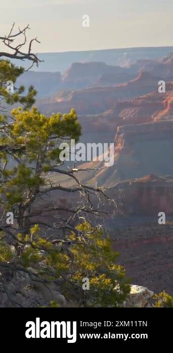 Camera moves from behind a tree where a breathtaking view of the Grand ...