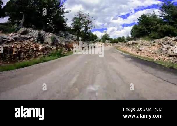 Driving through mountains on winding road surrounded by pine trees ...