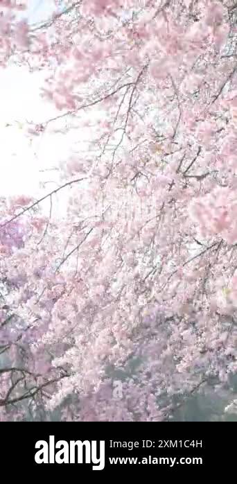 Beautiful spring pink sakura Stock Videos & Footage - HD and 4K Video ...