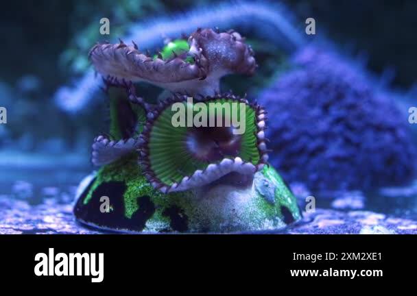 Algae polyp coral Stock Videos & Footage - HD and 4K Video Clips - Alamy