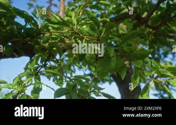 Plum prunus domestica fruit Stock Videos & Footage - HD and 4K Video ...