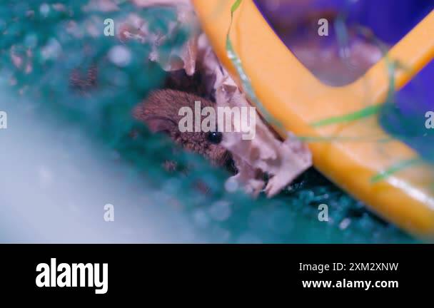 Frightened mouse Stock Videos & Footage - HD and 4K Video Clips - Alamy