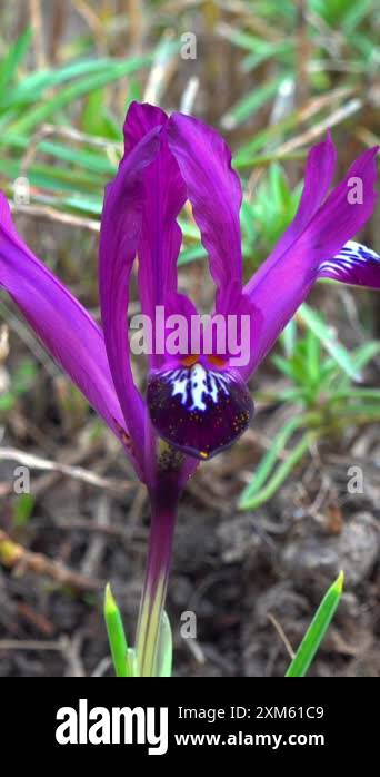 Iris sp Stock Videos & Footage - HD and 4K Video Clips - Alamy