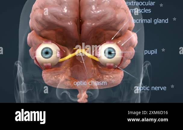 Visual perception test Stock Videos & Footage - HD and 4K Video Clips ...