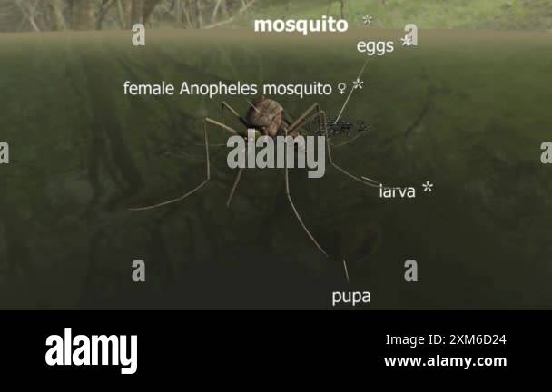 Research methods vector vectors Stock Videos & Footage - HD and 4K Video Clips - Alamy