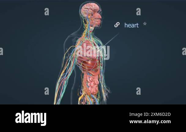 Heart anatomy basics Stock Videos & Footage - HD and 4K Video Clips - Alamy