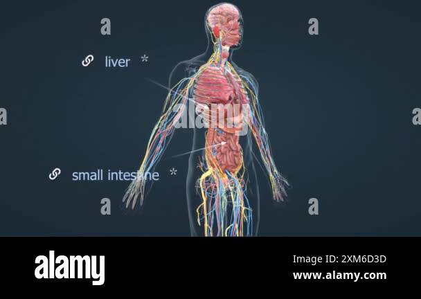 Digestive system physiology Stock Videos & Footage - HD and 4K Video ...