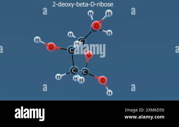 2-deoxy-D-ribose is a rare sugar and deoxypentose that's a metabolite ...