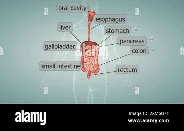The human digestive system, also known as the alimentary canal or ...