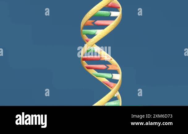 Dna replication diagram Stock Videos & Footage - HD and 4K Video Clips ...