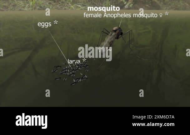 Genus anopheles Stock Videos & Footage - HD and 4K Video Clips - Alamy