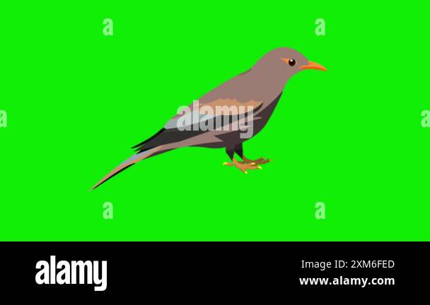 2d cartoon character bird talking moving green screen 4k animation ...