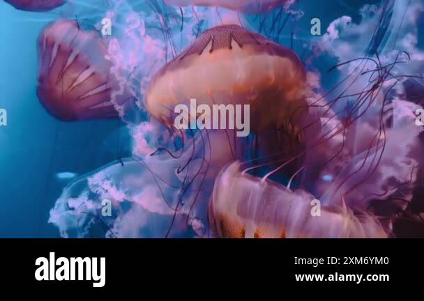 Ethereal jellyfish float gracefully in deep blue water. Their ...