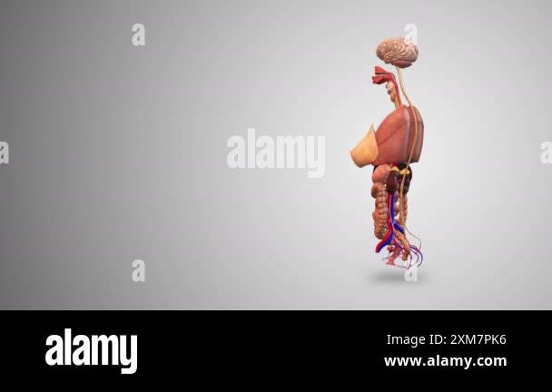 Female Internal Organs with gradient background Stock Video Footage - Alamy