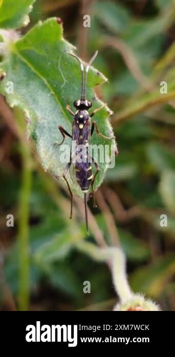 Ichneumon is a genus of parasitoid wasps, this insect belongs to the ...