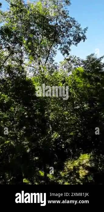 This is a video of a peaceful walk through a beautiful park. The lush ...