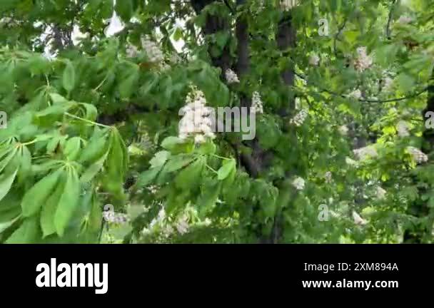 Beautiful inflorescences of blooming chestnut tree and green leaves ...