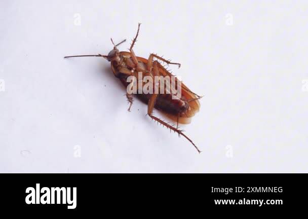 Cockroach killer Stock Videos & Footage - HD and 4K Video Clips - Alamy