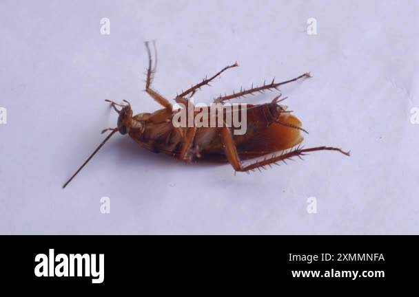 Slow motion a dying cockroach lying on its back. Cockroach poison ...