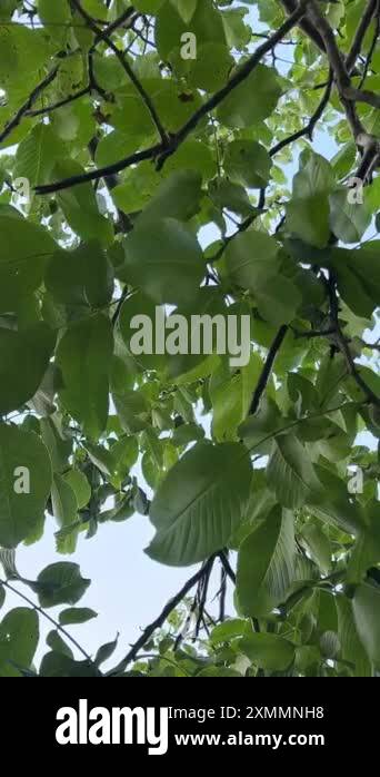 Walnut family juglandaceae Stock Videos & Footage - HD and 4K Video ...