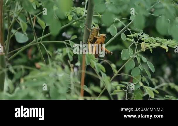 Grasshopper mating on green leaves. Reproduction in the world of ...
