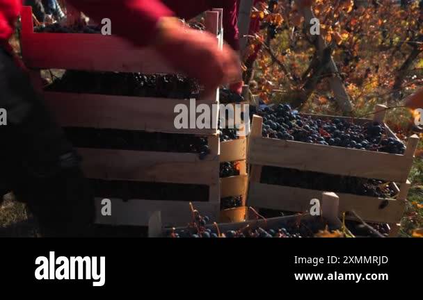 Ripe sun drenched grapes Stock Videos & Footage - HD and 4K Video Clips ...