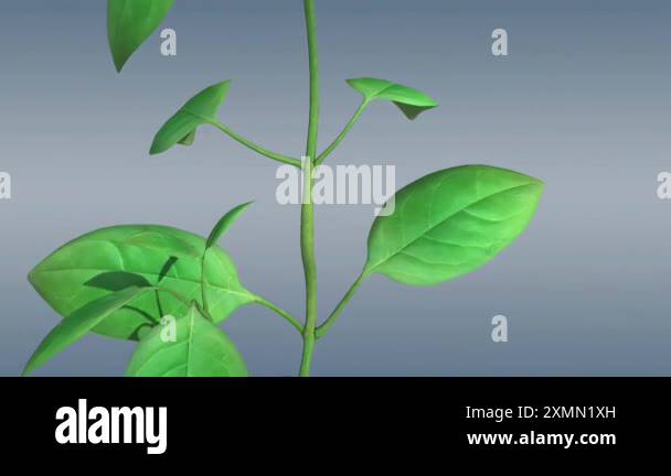 Xylem and phloem are vascular tissues in plants that transport water ...