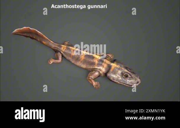 First land vertebrates Stock Videos & Footage - HD and 4K Video Clips ...