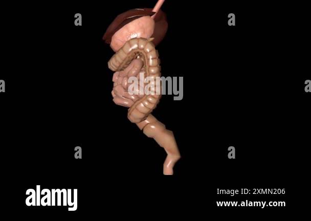 Digestive System: Comprising organs such as the mouth, esophagus ...