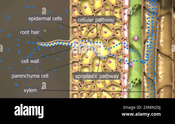 Plant root anatomy Stock Videos & Footage - HD and 4K Video Clips - Alamy