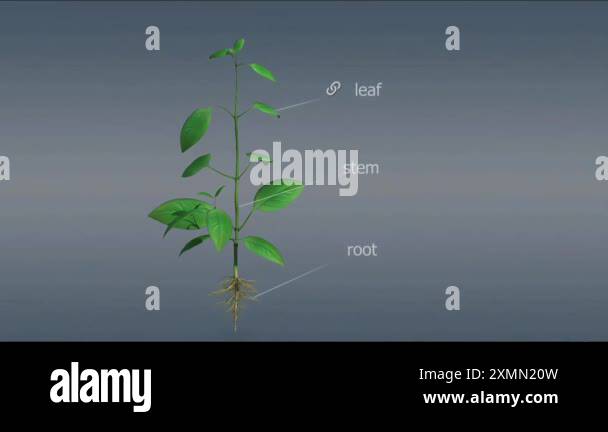 Types plant tissues anatomy Stock Videos & Footage - HD and 4K Video ...