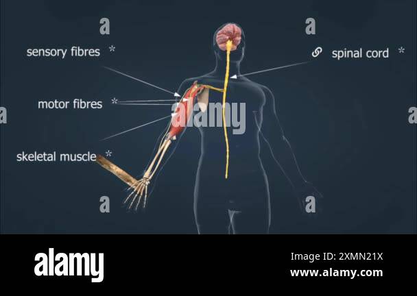 Spinal cord reflex Stock Videos & Footage - HD and 4K Video Clips - Alamy