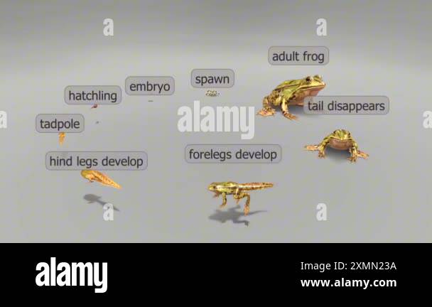 Amphibian lifecycle stages Stock Videos & Footage - HD and 4K Video Clips - Alamy