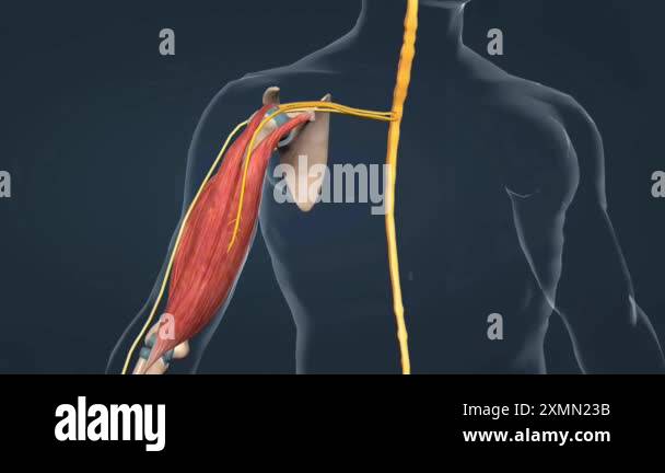 Spinal cord reflexes Stock Videos & Footage - HD and 4K Video Clips - Alamy