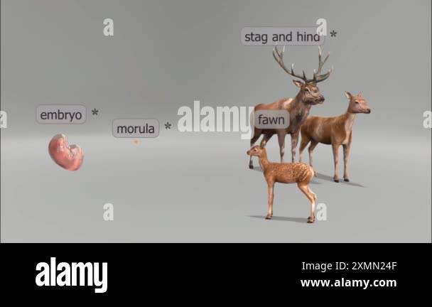 Mammal life cycle Stock Videos & Footage - HD and 4K Video Clips - Alamy