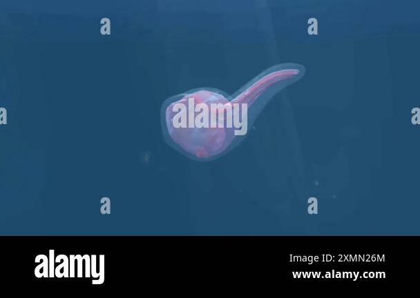 The larval form of salps, also known as thaliaceans, are often called ...