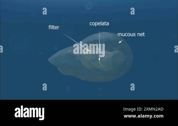 Larvacean lifecycle Stock Videos & Footage - HD and 4K Video Clips - Alamy