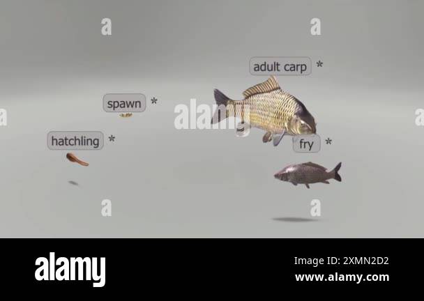 The natural life cycle Stock Videos & Footage - HD and 4K Video Clips ...