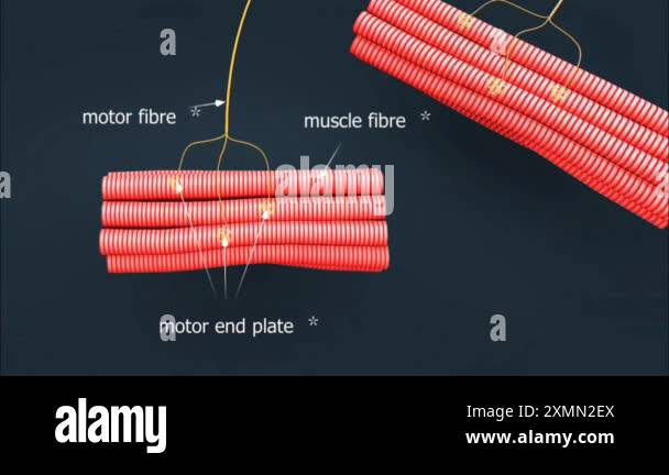 he withdrawal reflex, also known as the flexor withdrawal reflex or ...
