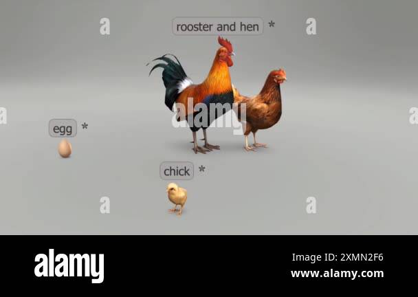 Bird growth stages Stock Videos & Footage - HD and 4K Video Clips - Alamy