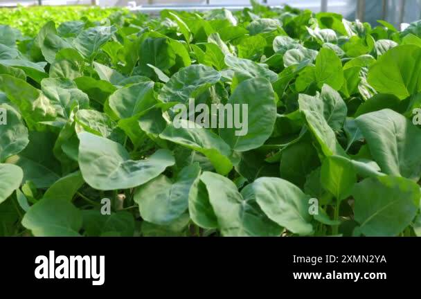 Leaves green agriculture farming Stock Videos & Footage - HD and 4K ...