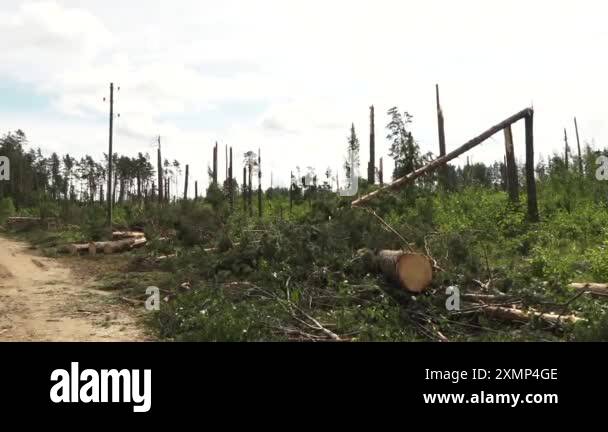 Clear felled area deforestation Stock Videos & Footage - HD and 4K ...