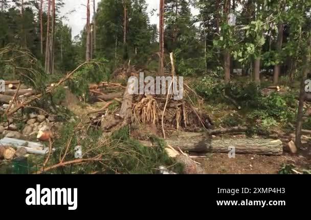 Forest damage storm Stock Videos & Footage - HD and 4K Video Clips - Alamy