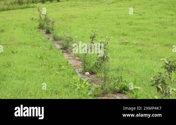 Young plants growing in a neat row in a lush, green field, showcasing ...