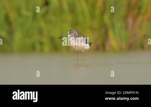Wading and shorebirds Stock Videos & Footage - HD and 4K Video Clips ...