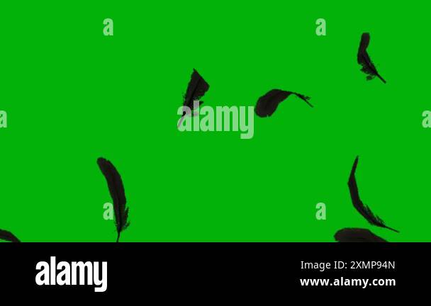 Feather Movement Animation 4k green screen video Stock Video Footage ...