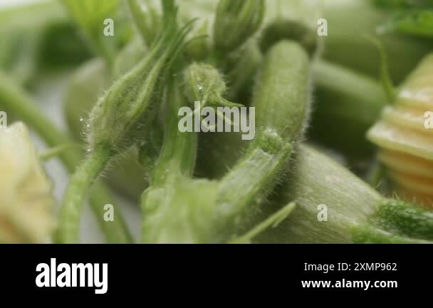 Zucchini plantation Stock Videos & Footage - HD and 4K Video Clips - Alamy